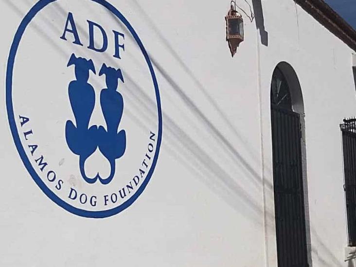 Diario Del Yaqui Habrá Campaña De Esterilización De Perros Y Gatos