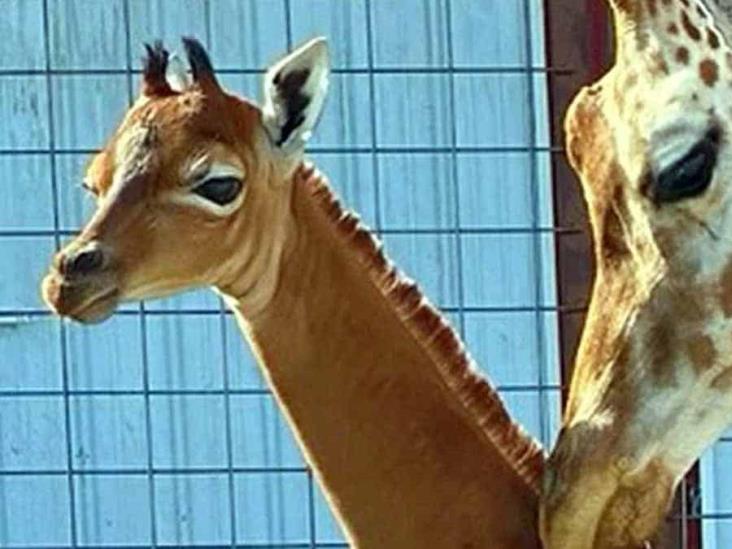 Diario del Yaqui - VIDEO