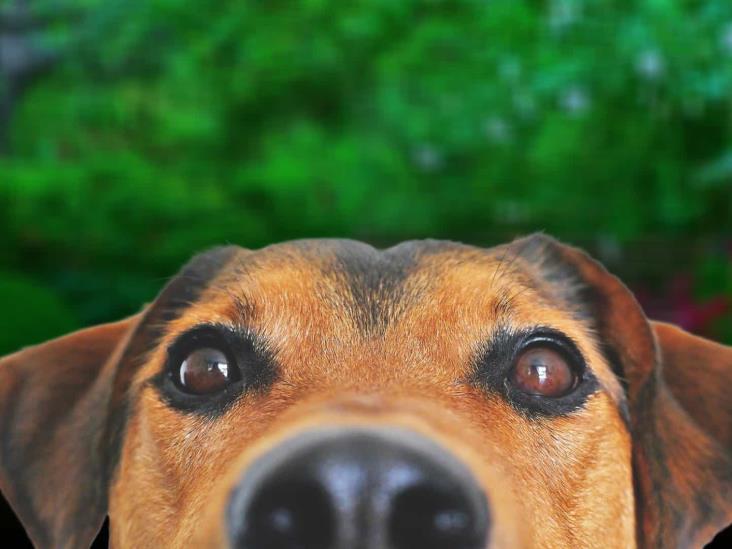 Diario del Yaqui - Este es el origen de la palabra “Firulais” que se ...