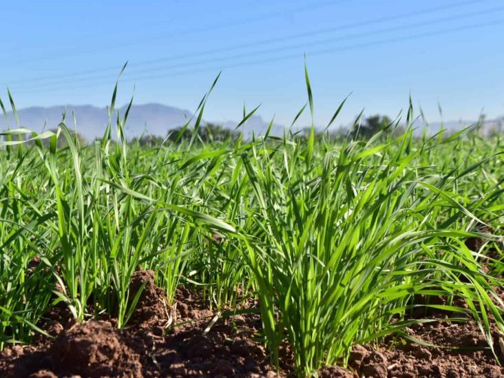 Diario del Yaqui - Se sembrará trigo principalmente en el Valle del ... Diario del Yaqui - Se sembrará trigo principalmente en el Valle del ...