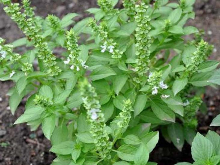 Diario del Yaqui - Beneficios de la planta de albahaca