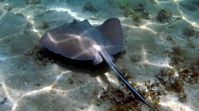 ¿Qué hacer si te pica una mantarraya en la playa? Estas son las ...