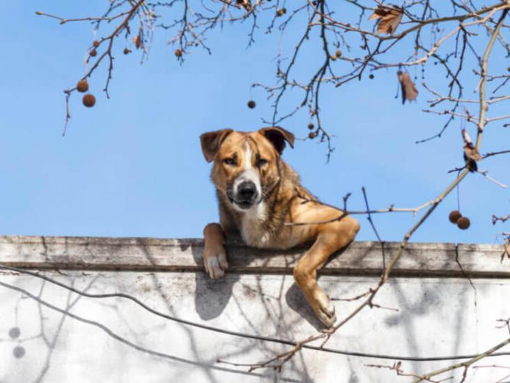 Diario del Yaqui - Ola de calor: Esta es la multa por dejar a un perro ...