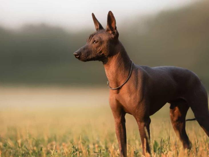 Diario del Yaqui - Conoce la raza de perros mexicanos y sus principales ...