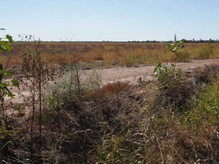 Diario del Yaqui - En riesgo sanidad del Valle del Yaqui al no haber ... Diario del Yaqui - En riesgo sanidad del Valle del Yaqui al no haber ...