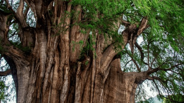 ¿Cuál es la historia del Tule? La leyenda más conocida en Oaxaca ...