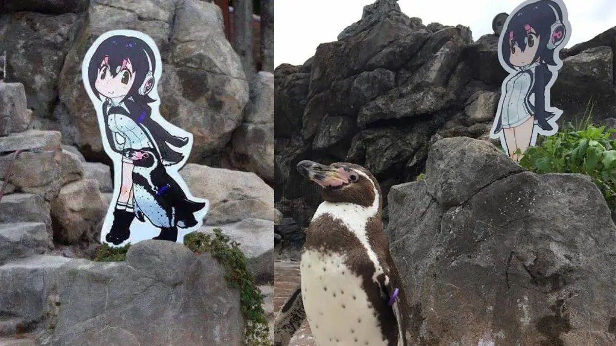 ¿Conocías la historia de Grape-kun? El pingüino que se enamoró de un ...
