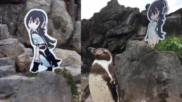 ¿Conocías la historia de Grape-kun? El pingüino que se enamoró de un ...