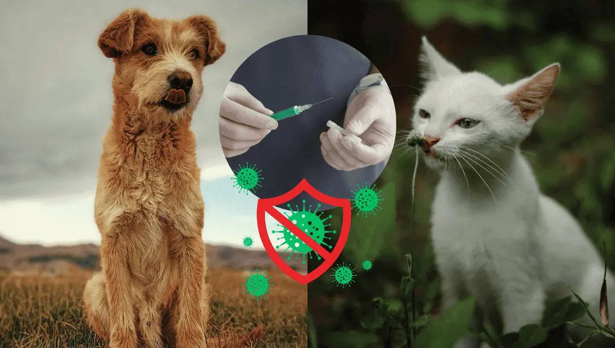 ¿Cuándo es el mejor momento para aplicar la vacuna contra rabia a los ...